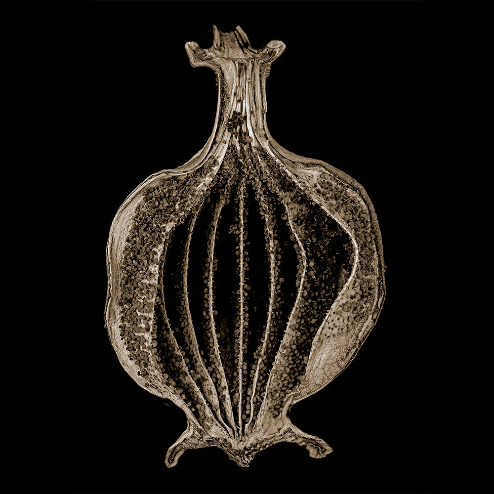 'POPPY CUT' - Digital Photo